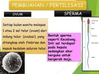 Sistem Reproduksi Dila (2).pptx