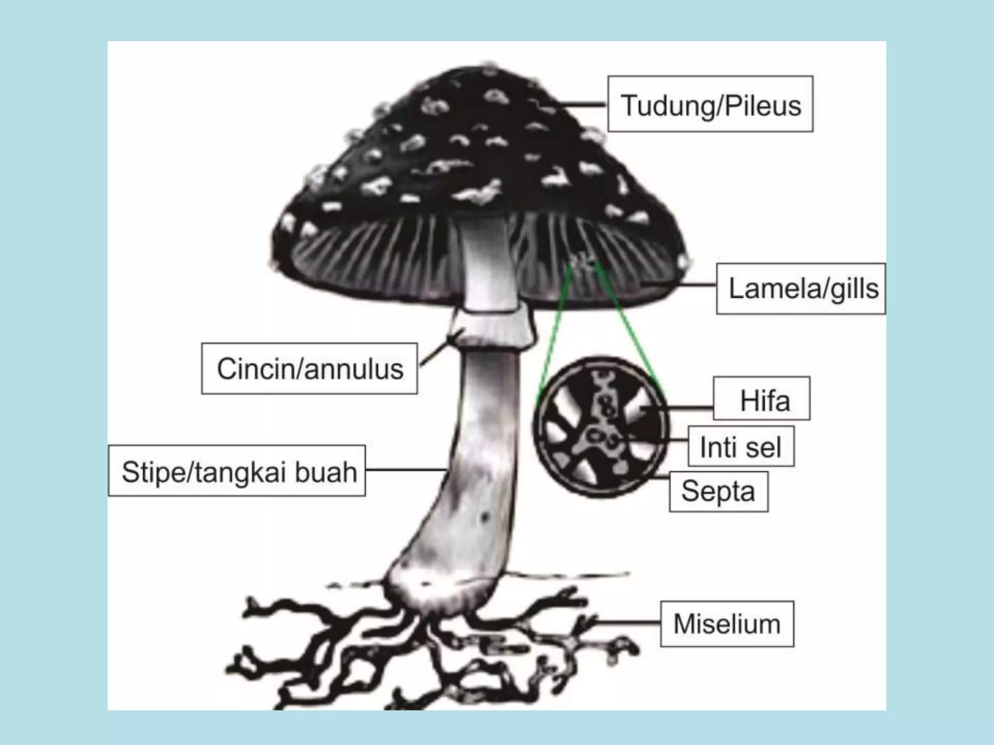 Materi Tentang Sistem Reproduksi fungi/ Jamur | PPTX