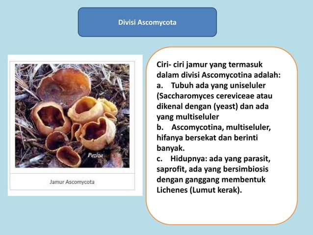 Materi Tentang Sistem Reproduksi Fungi Jamur Ppt