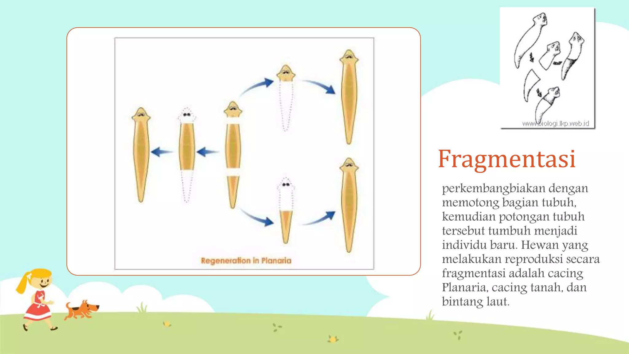 Sistem reproduksi hewan | PPTX