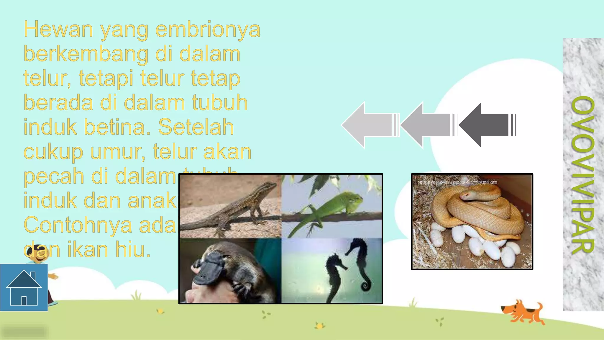 Sistem reproduksi hewan | PPTX