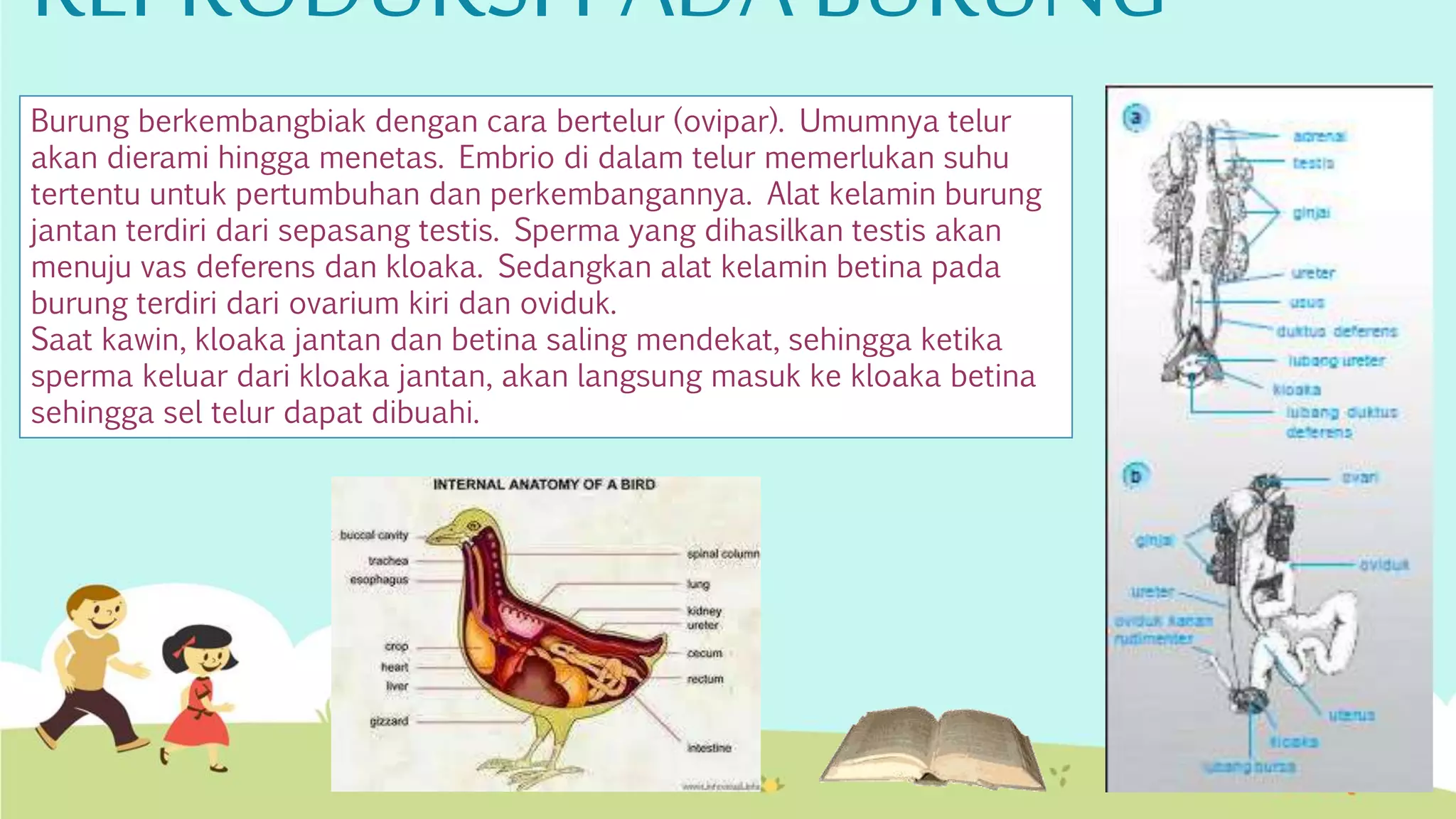 Sistem reproduksi hewan | PPTX