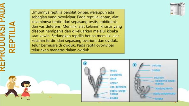 Sistem reproduksi hewan | PPTX