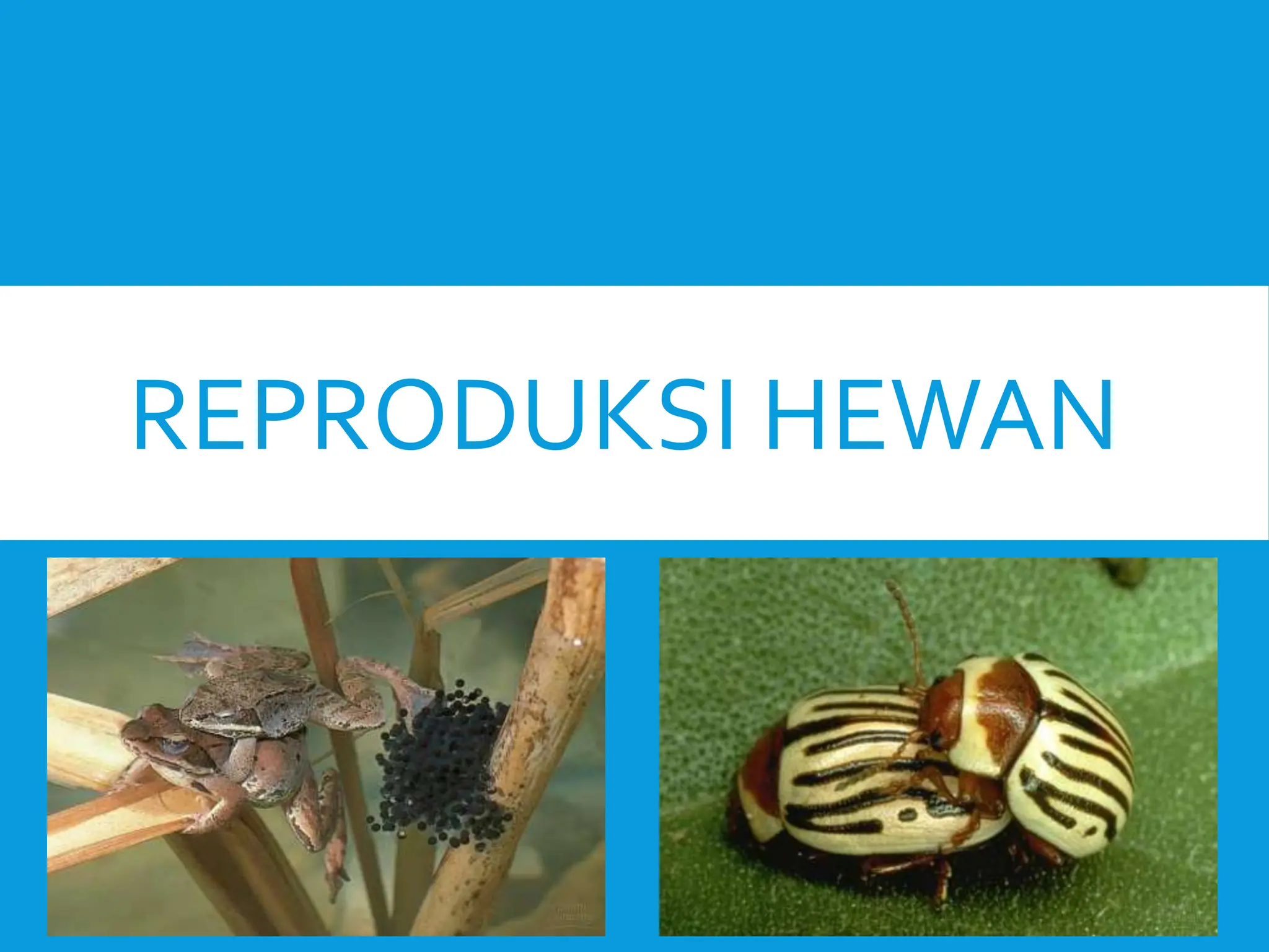 Sistem Reproduksi Hewan.pptx