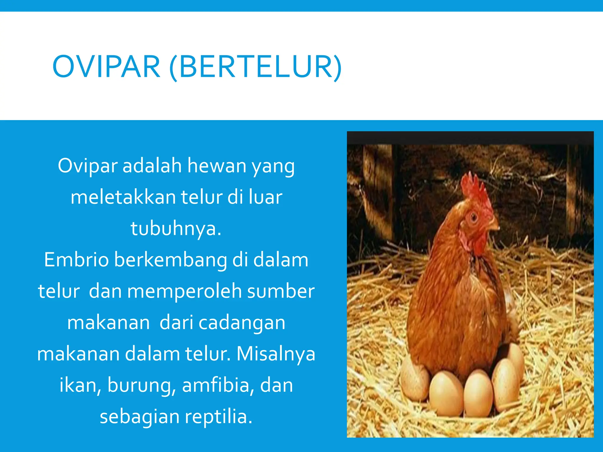 Sistem Reproduksi Hewan.pptx