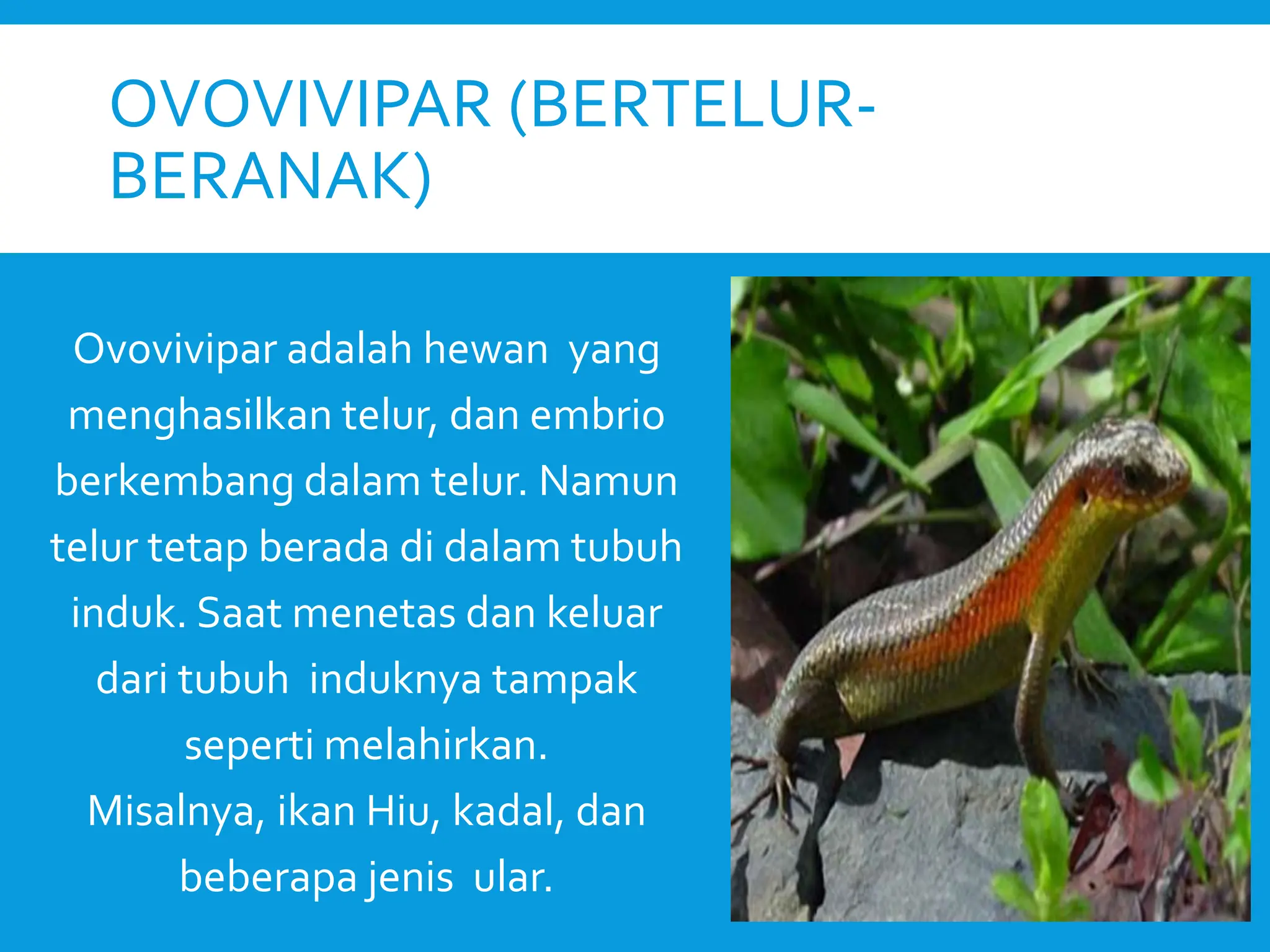 Sistem Reproduksi Hewan.pptx