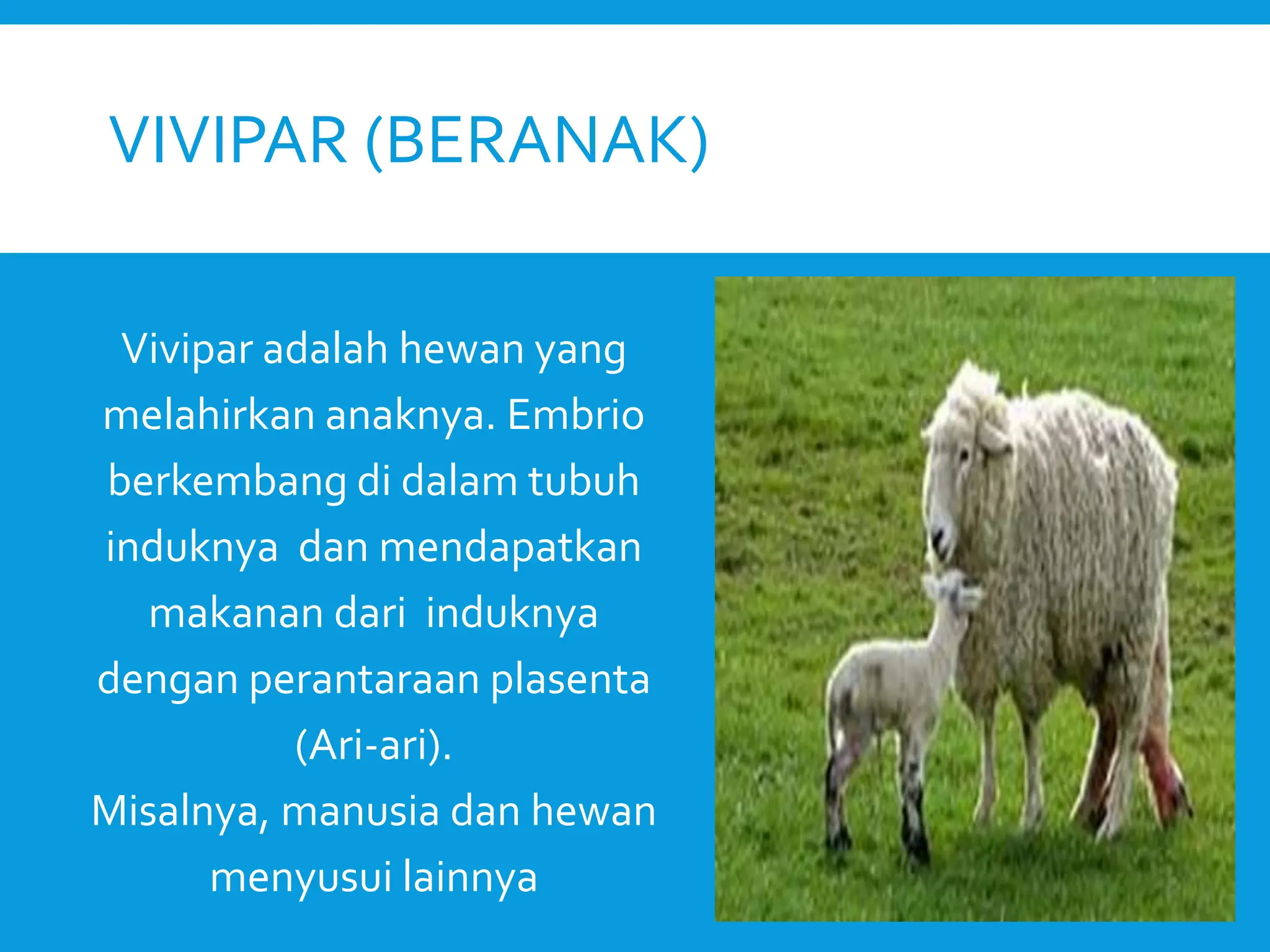 Sistem Reproduksi Hewan.pptx