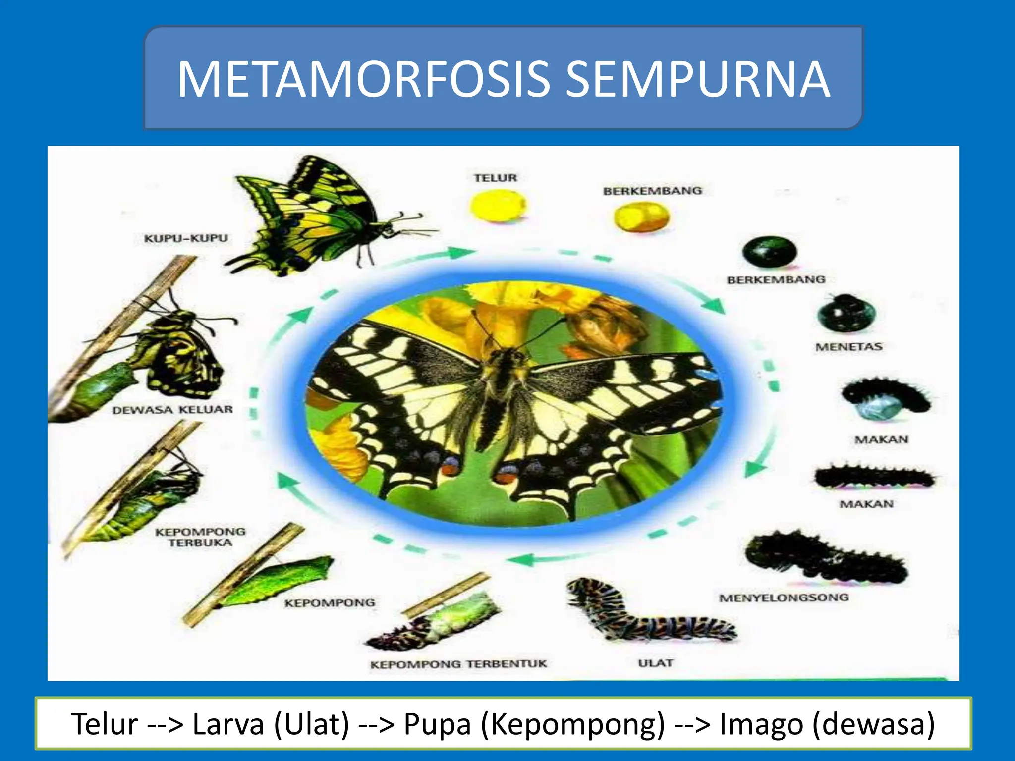 Sistem Reproduksi Hewan.pptx