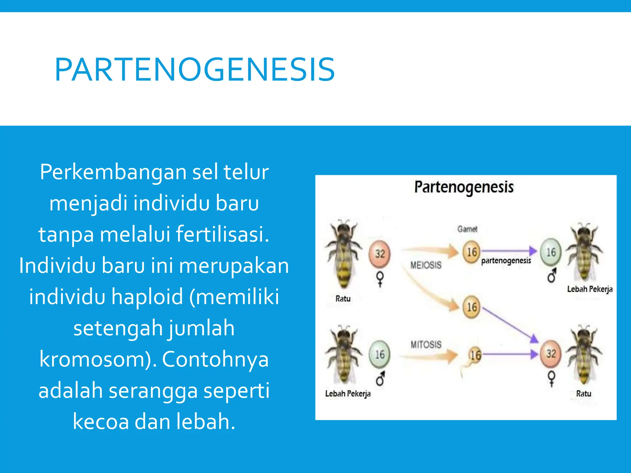 Sistem Reproduksi Hewan.pptx