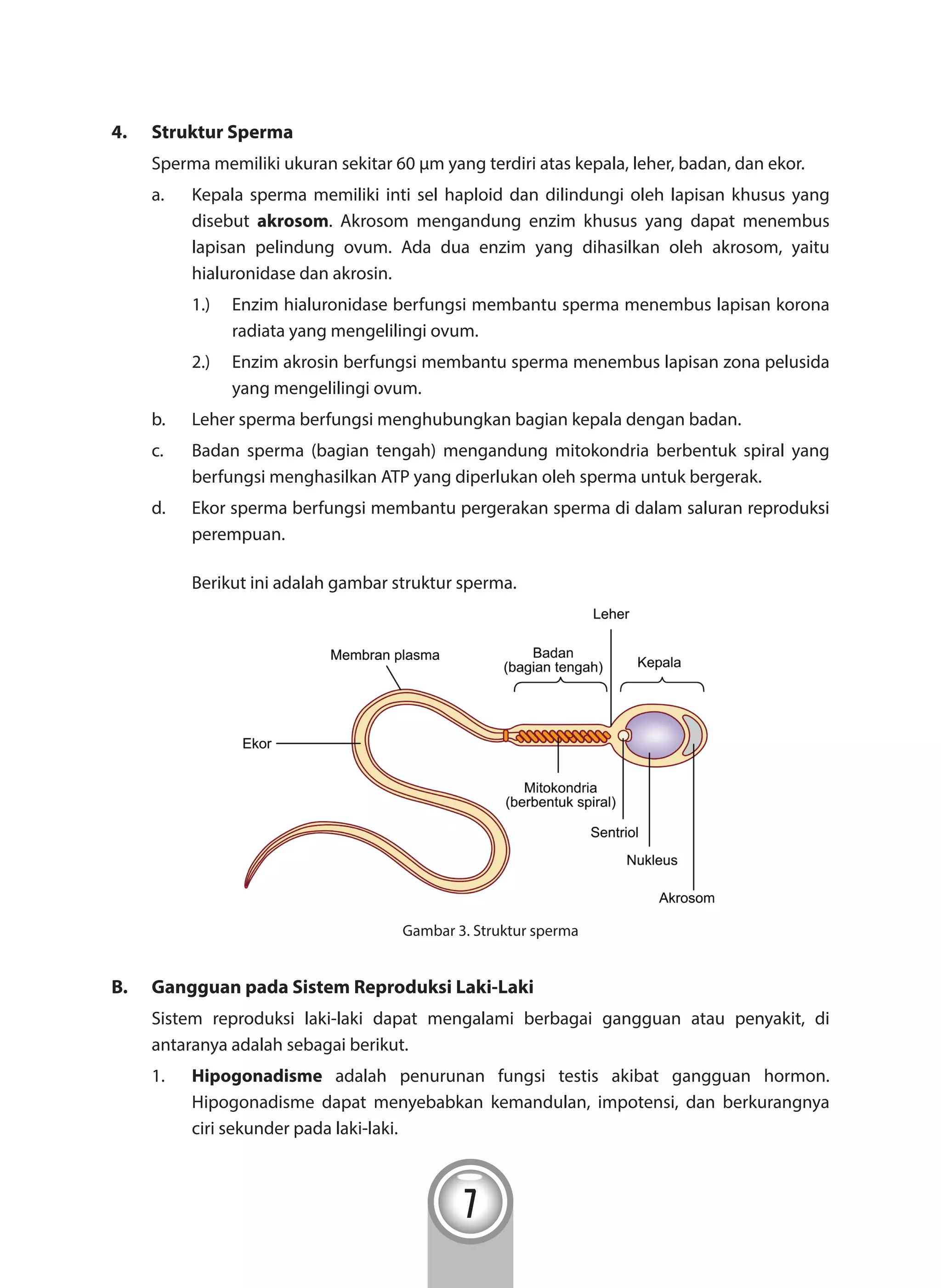 Sistem reproduksi i | PDF