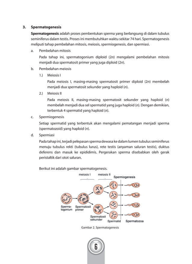 Sistem reproduksi i | PDF