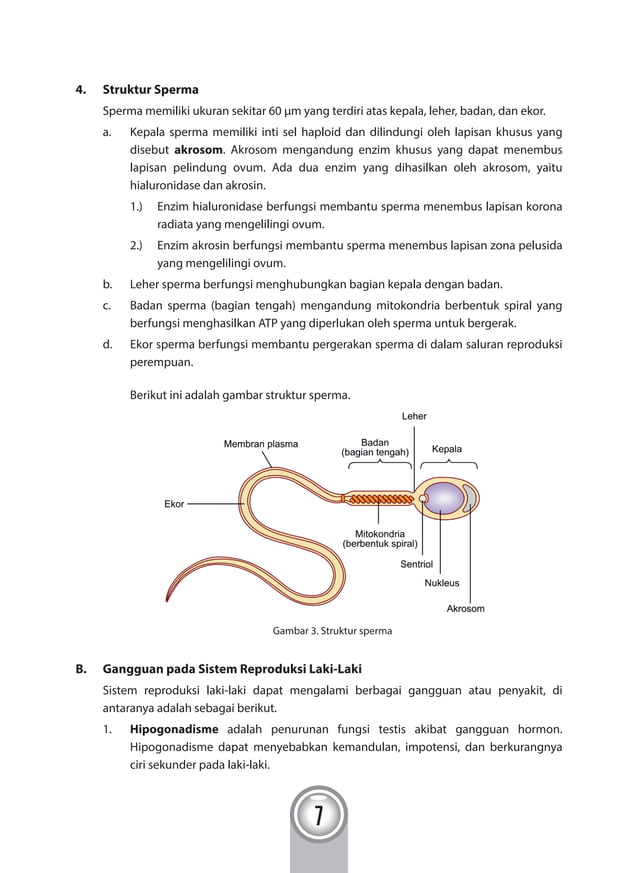 Sistem reproduksi i | PDF