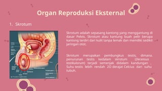SISTEM REPRODUKSI PRIA - MK ANFISMAN.pptx