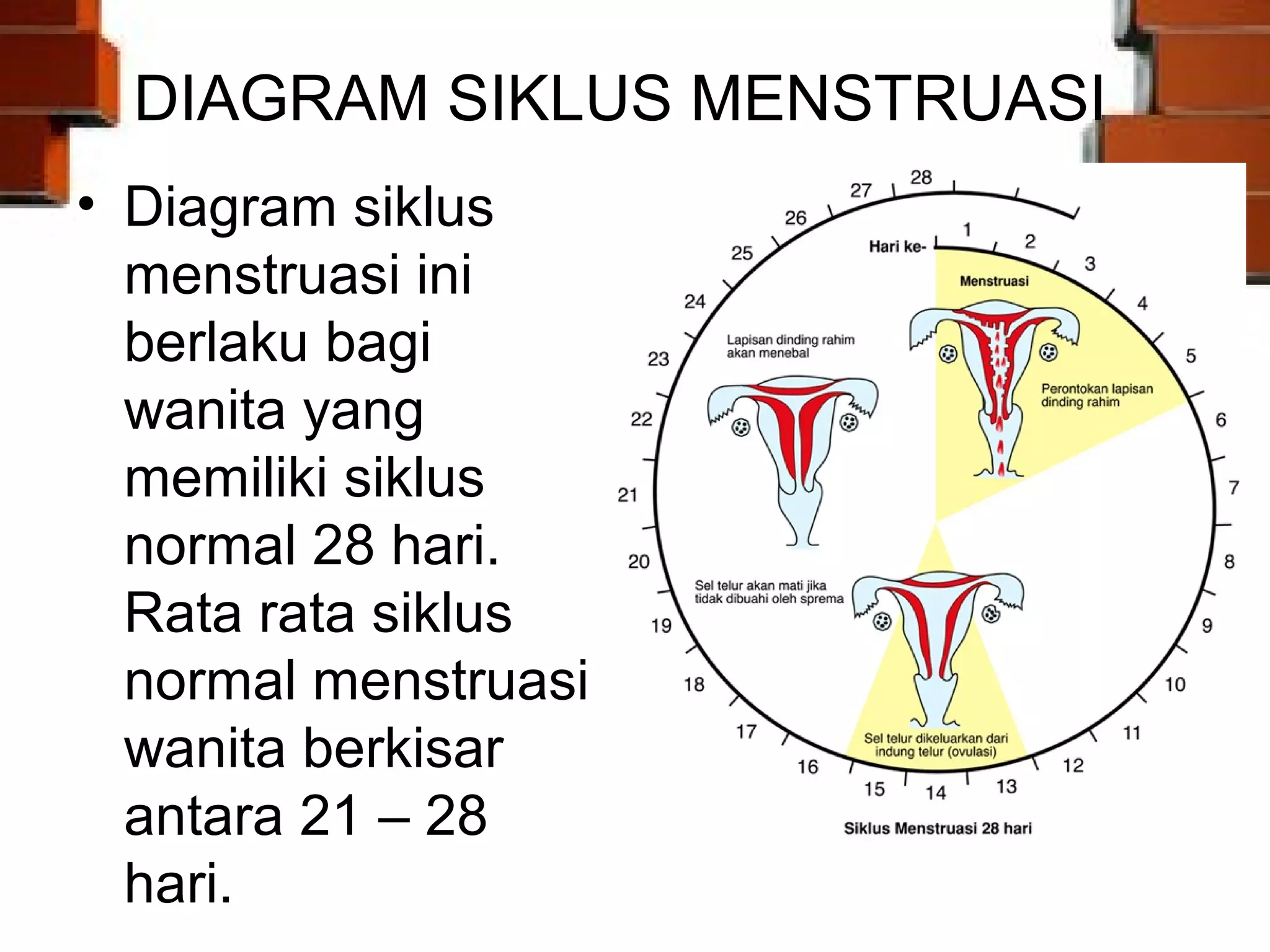 Sistem Reproduksi Manusia - Biologi | PPT
