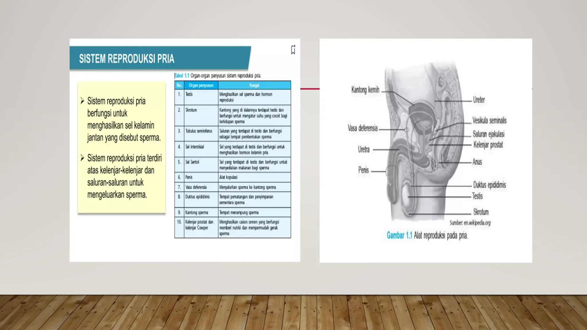 sistem reproduksi pada manusia smp kelas 9 | PPTX