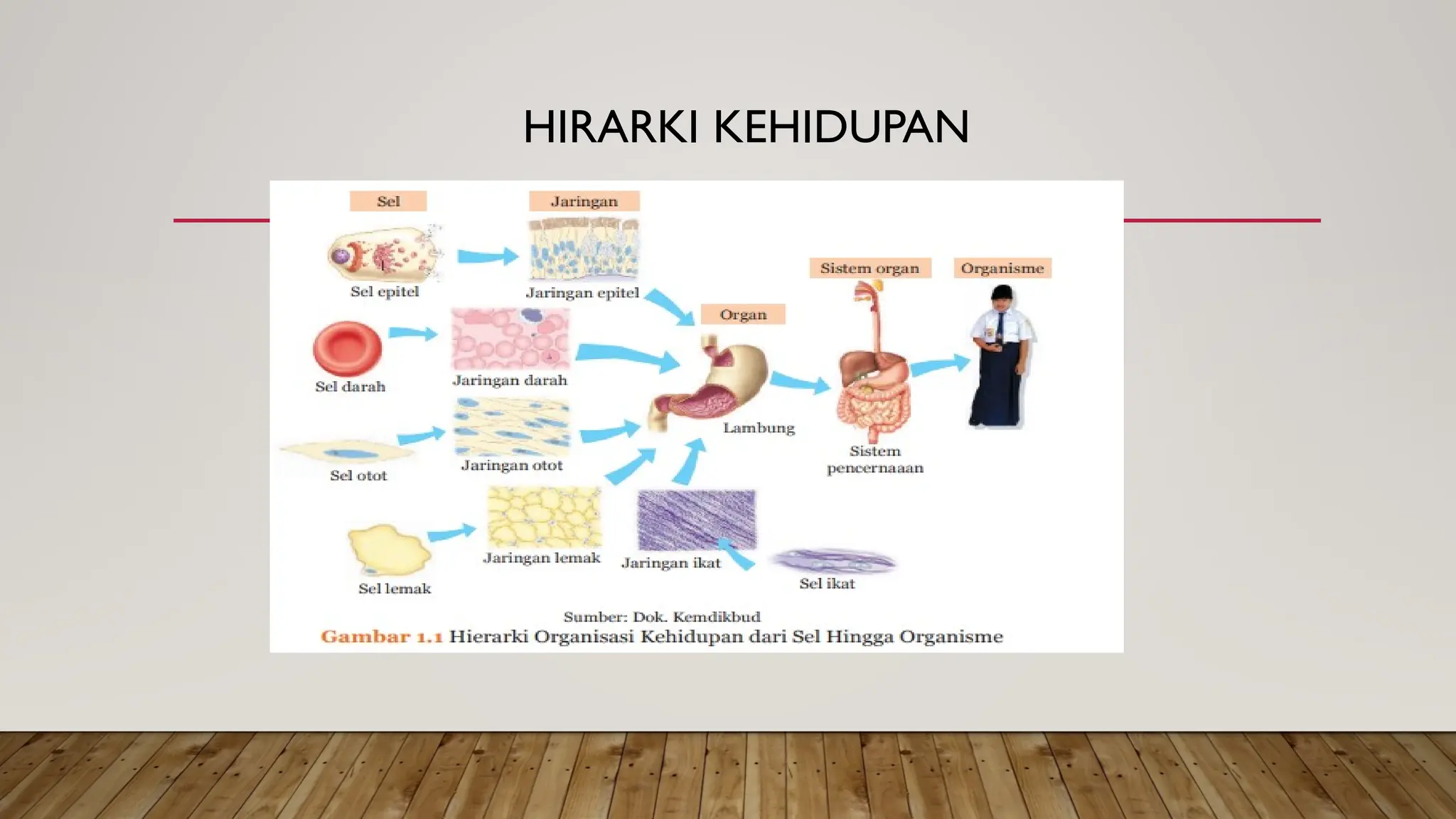 sistem reproduksi pada manusia smp kelas 9 | PPTX