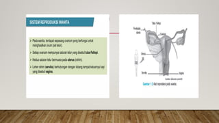 sistem reproduksi pada manusia smp kelas 9 | PPTX