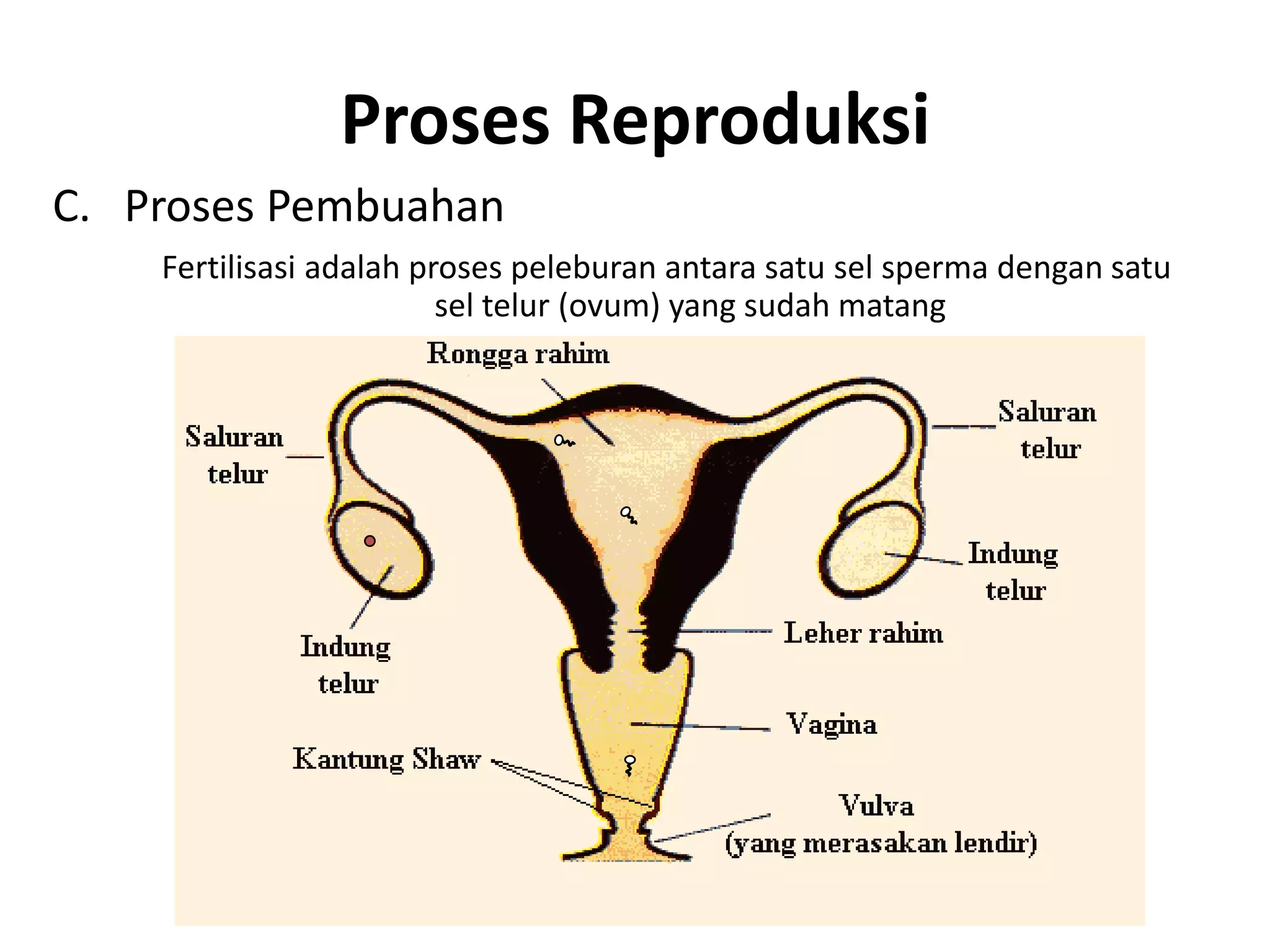 Biologi: Sistem Reproduksi Manusia | PPT
