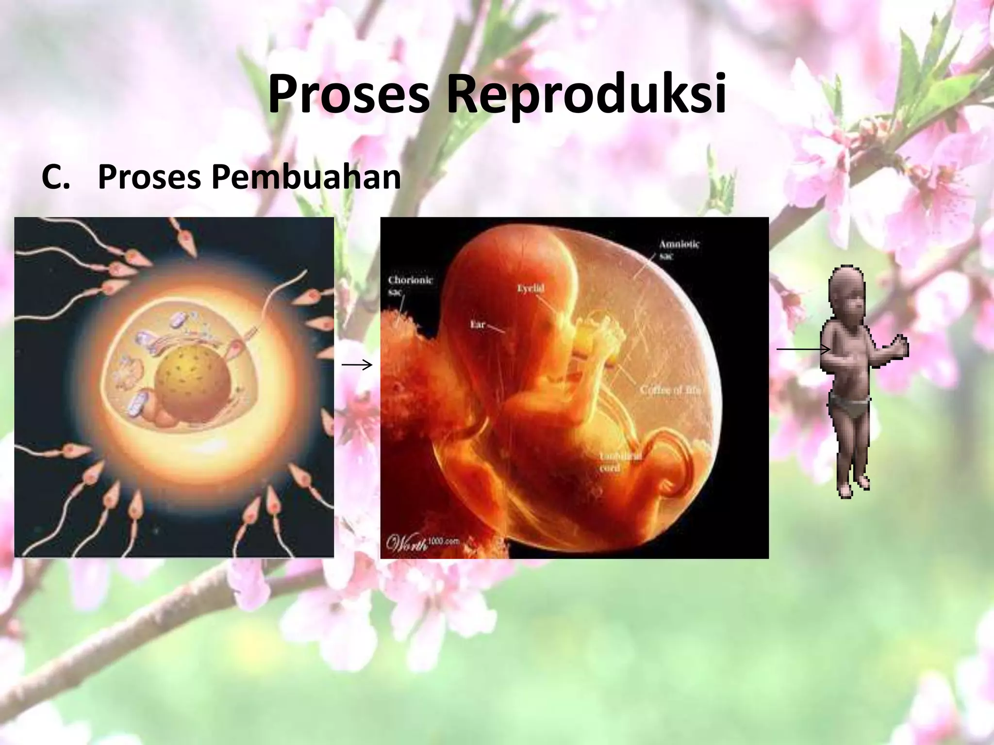 Biologi: Sistem Reproduksi Manusia | PPT