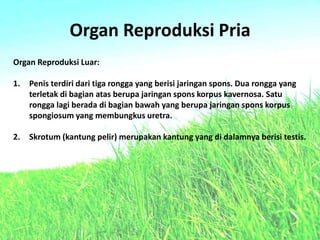 Biologi: Sistem Reproduksi Manusia | PPT