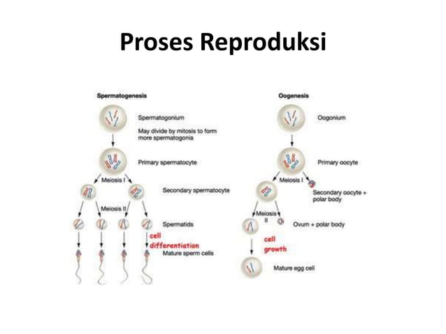 Biologi: Sistem Reproduksi Manusia | PPT