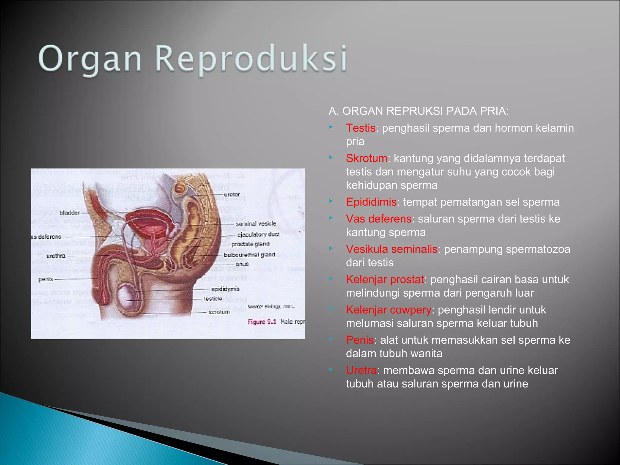 Sistem reproduksi manusia | PPT