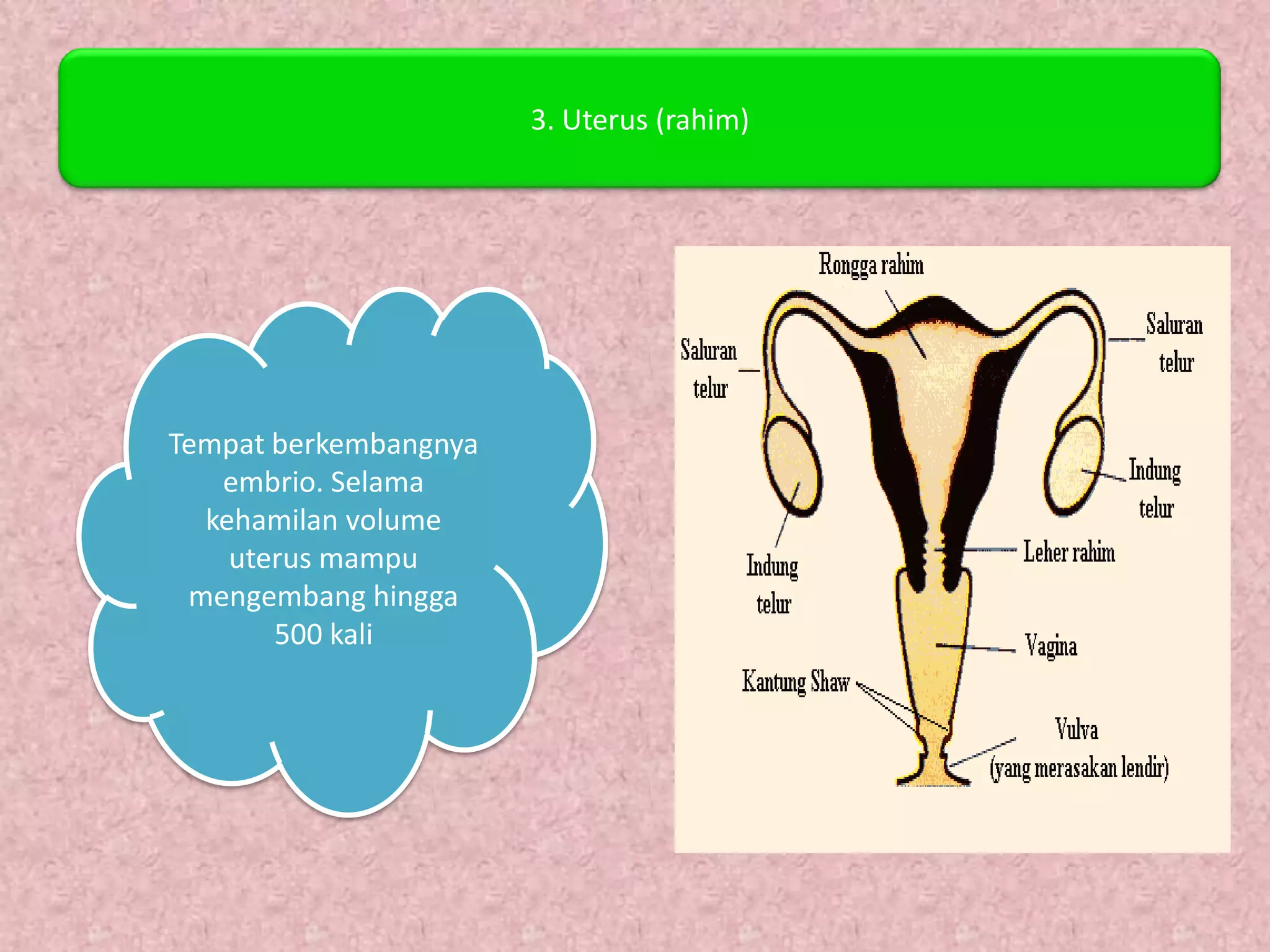 Sistem Reproduksi Manusia Kelas XI IPA | PPTX