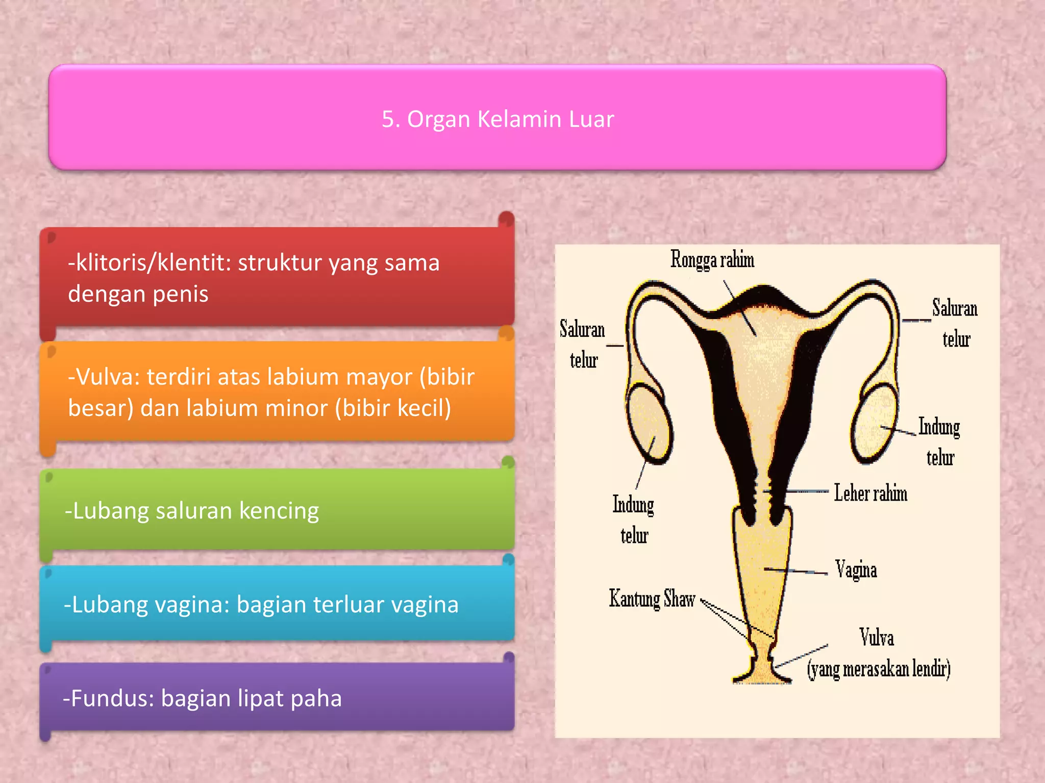 Sistem Reproduksi Manusia Kelas XI IPA | PPTX