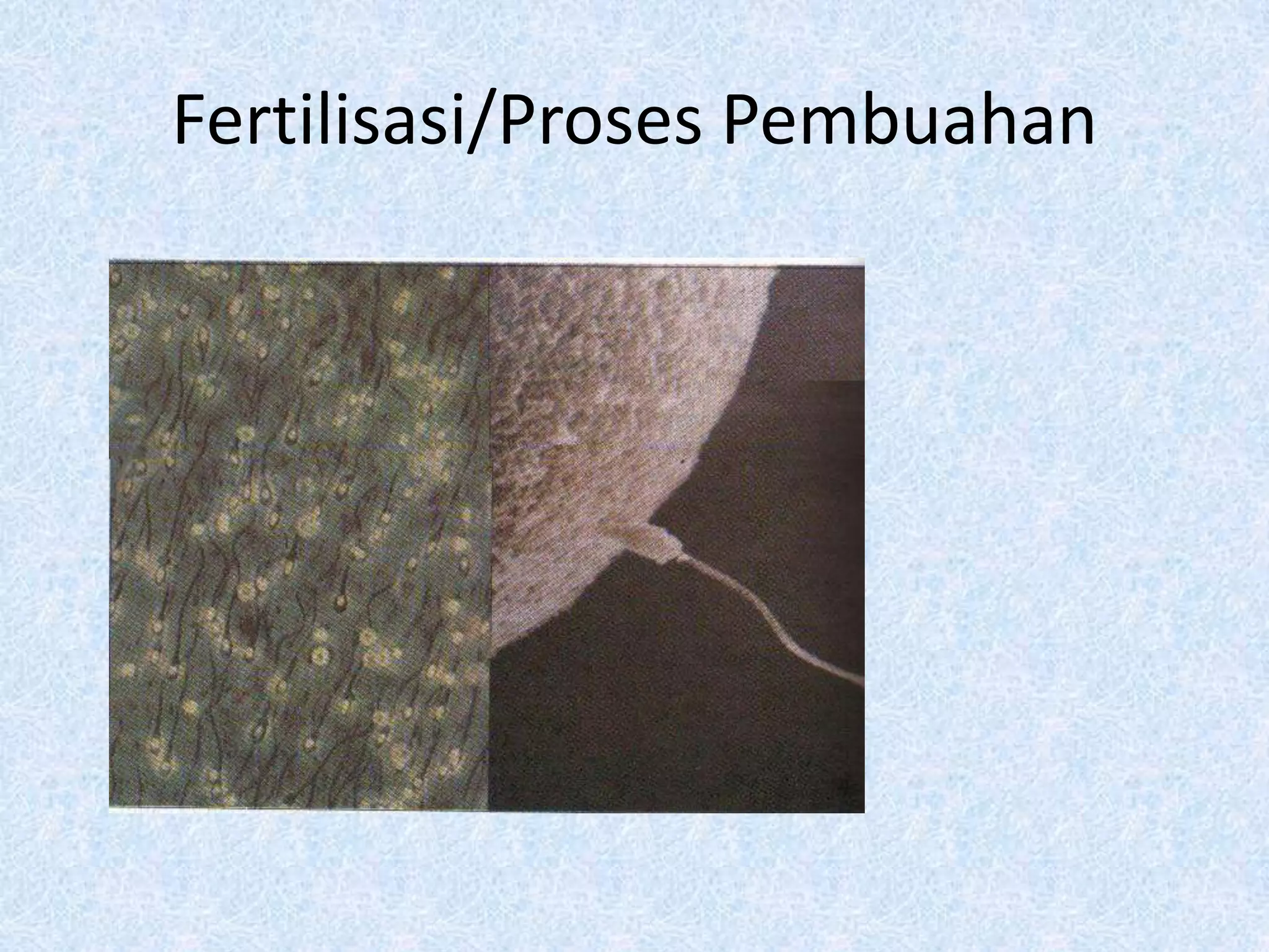 Sistem Reproduksi Manusia Kelas XI IPA | PPTX