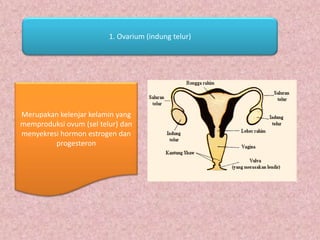 Sistem Reproduksi Manusia Kelas XI IPA | PPTX