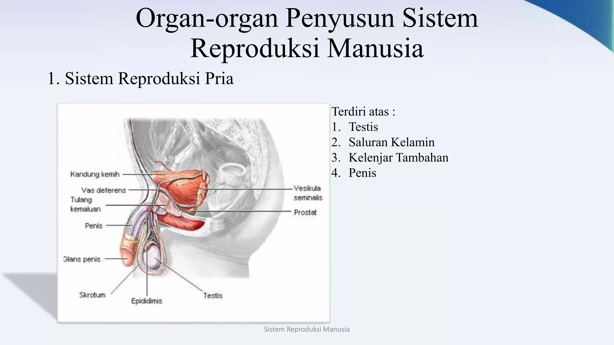 Sistem reproduksi manusia | Powerpoint | PPTX