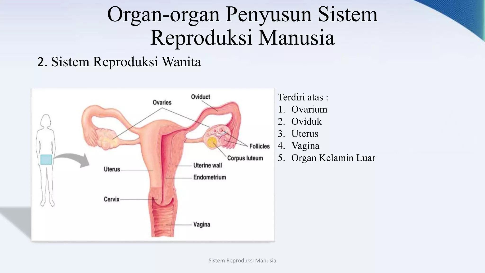 Sistem reproduksi manusia | Powerpoint | PPTX