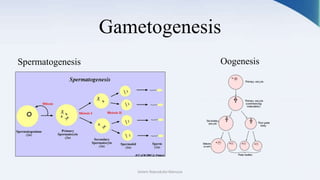 Sistem reproduksi manusia | Powerpoint | PPTX