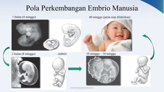 Sistem reproduksi manusia | Powerpoint | PPTX