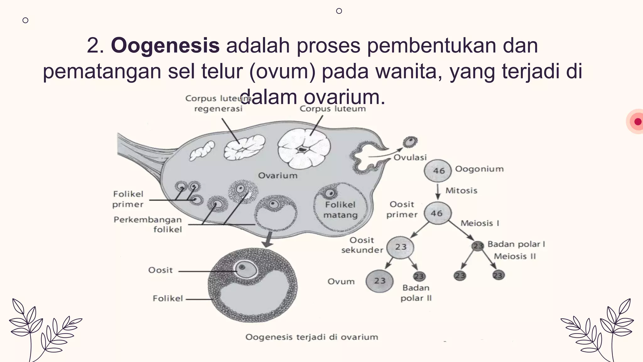 SISTEM REPRODUKSI MANUSIA.pptx