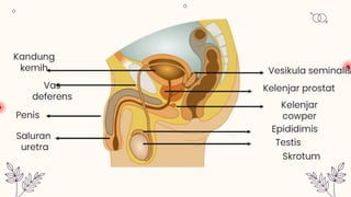 SISTEM REPRODUKSI MANUSIA.pptx