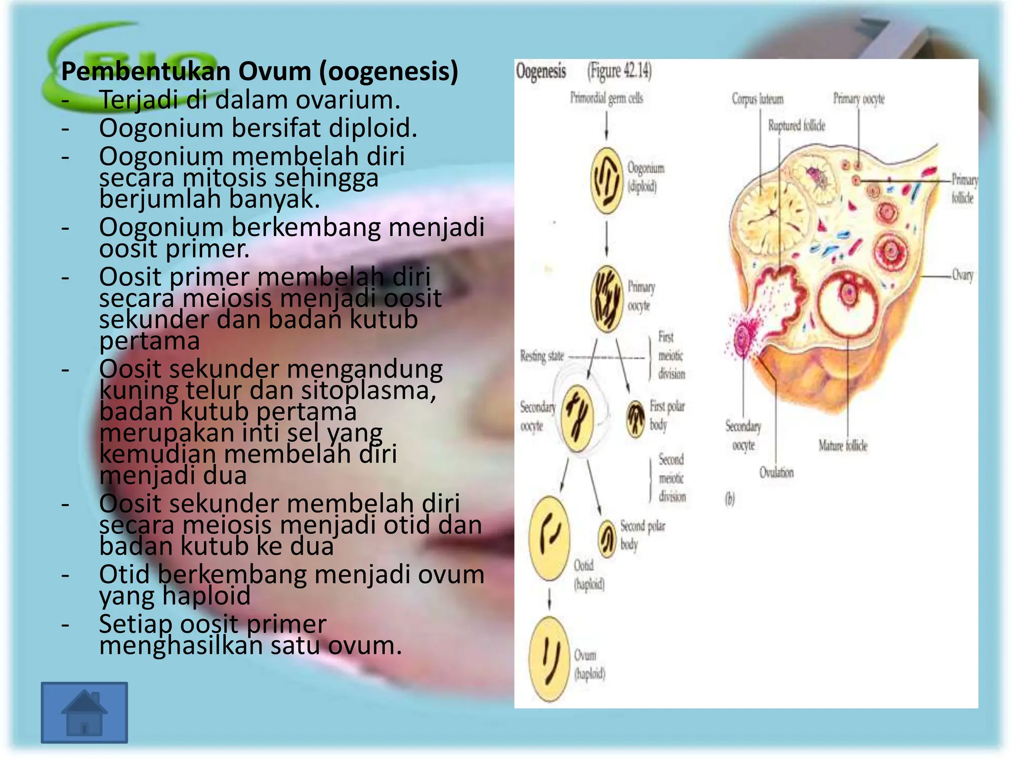 SISTEM REPRODUKSI LENGKAP PADA MANUSIA.ppt