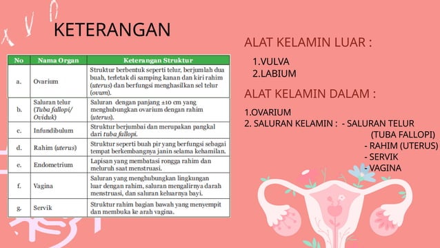SISTEM REPRODUKSI MANUSIA SMP (ringkasan materi mengenai alat ...