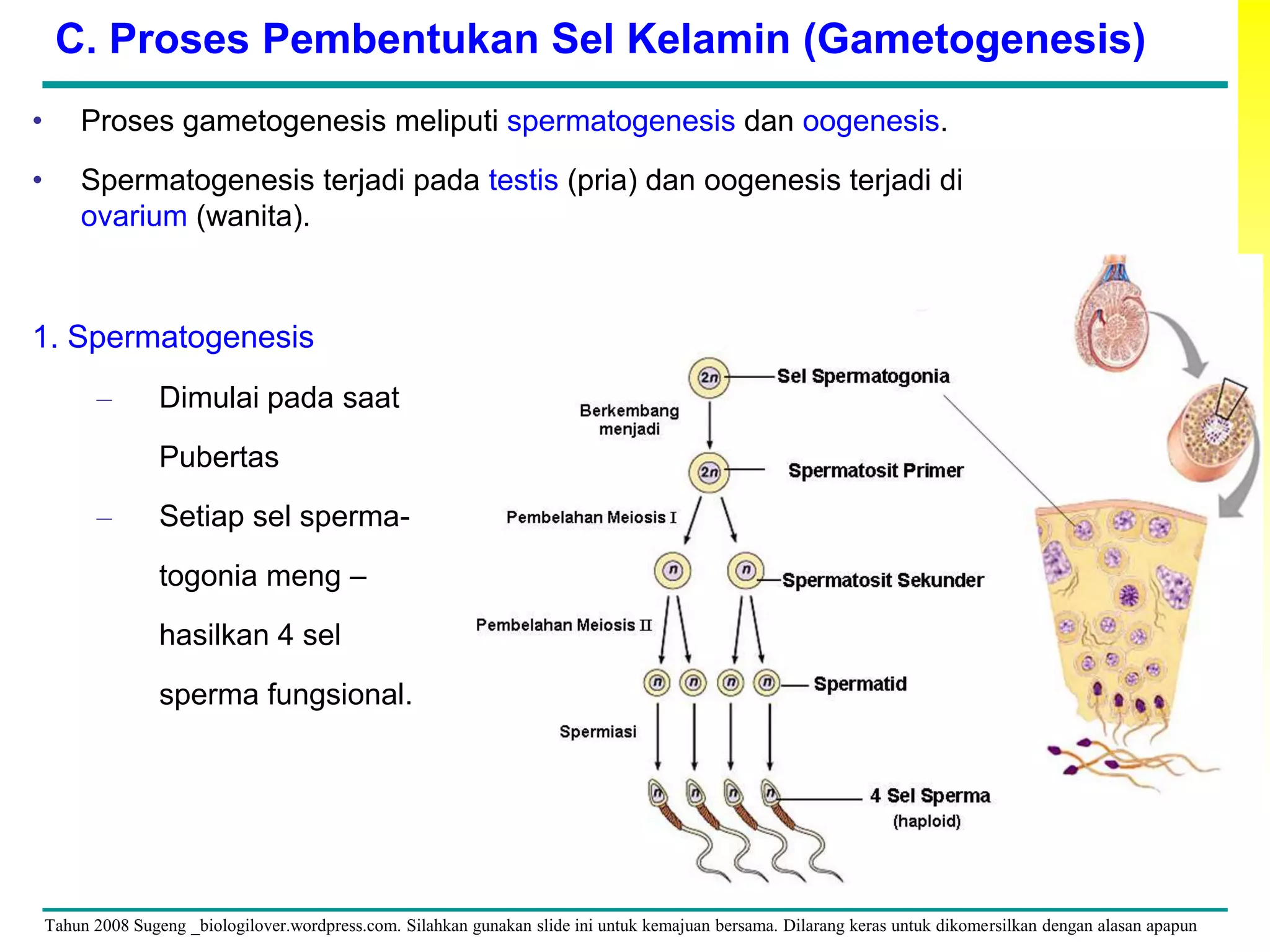 SISTEM REPRODUKSI MANUSIA-XI BIOLOGI.ppt