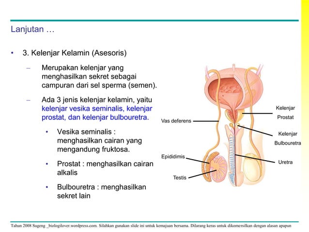 SISTEM REPRODUKSI MANUSIA-XI BIOLOGI.ppt