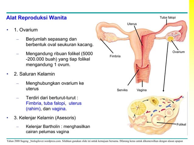 SISTEM REPRODUKSI MANUSIA-XI BIOLOGI.ppt