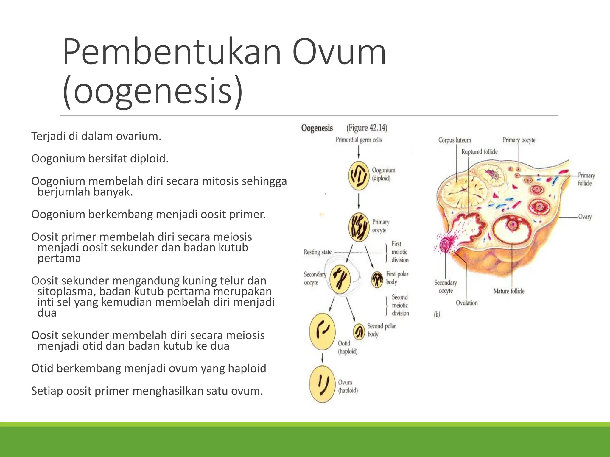 Sistem Reproduksi Manusia Kelas 9.pptx