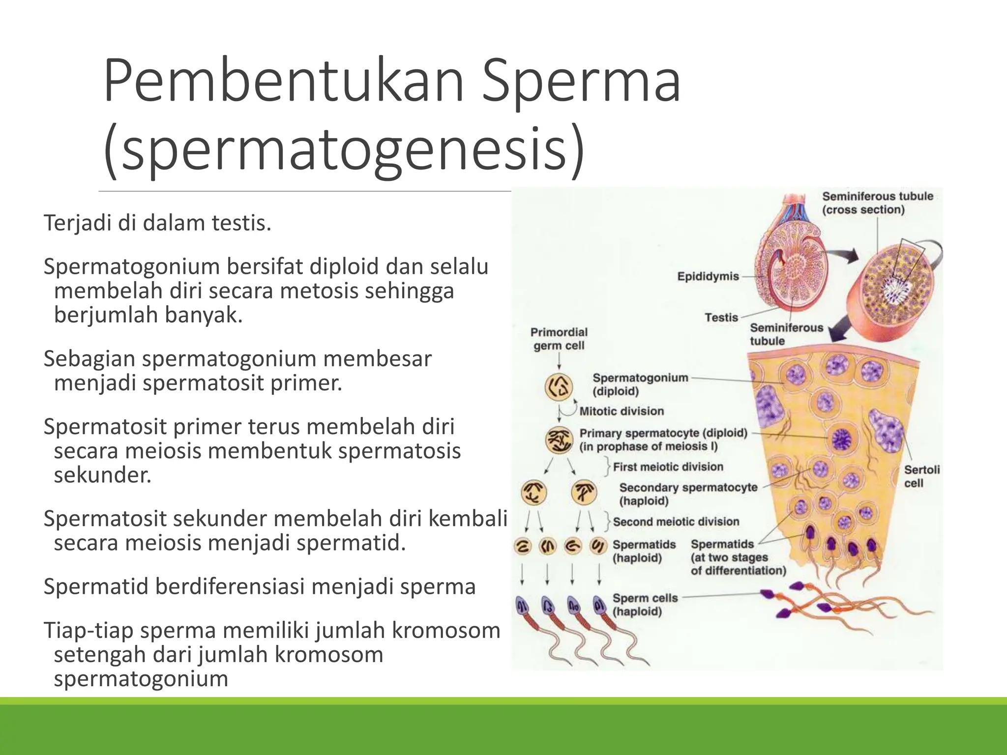 Sistem Reproduksi Manusia Kelas 9.pptx