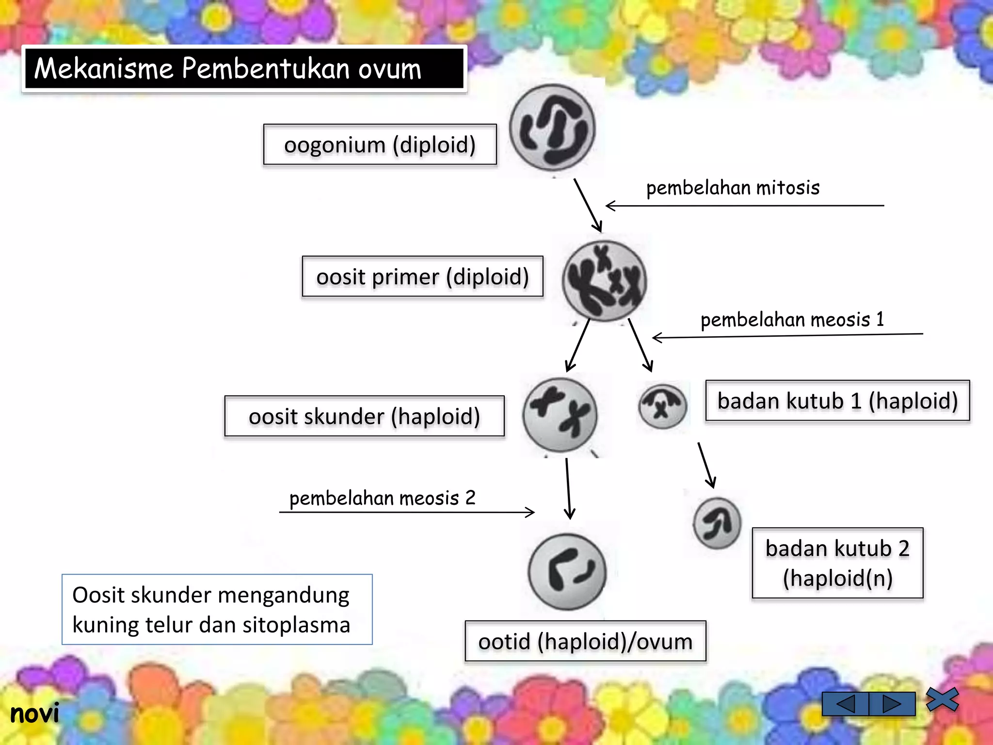 Sistem reproduksi pada manusia kls XI SMA | PPTX