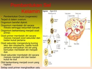 sistem_reproduksi_manusia_ppt.ppt
