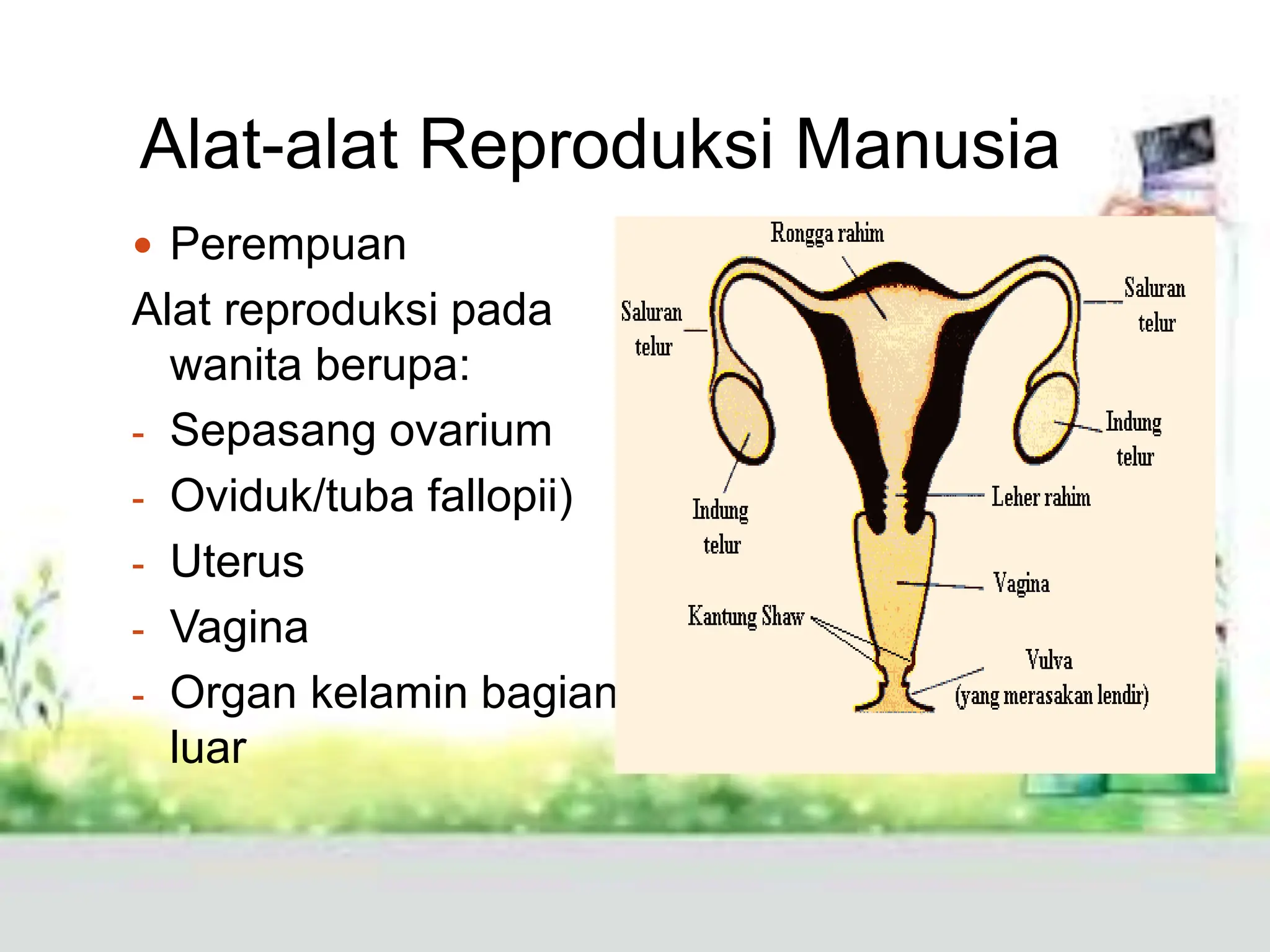 SISTEM REPRODUKSI MANUSIA KELAS 9 TERBARU | PPT