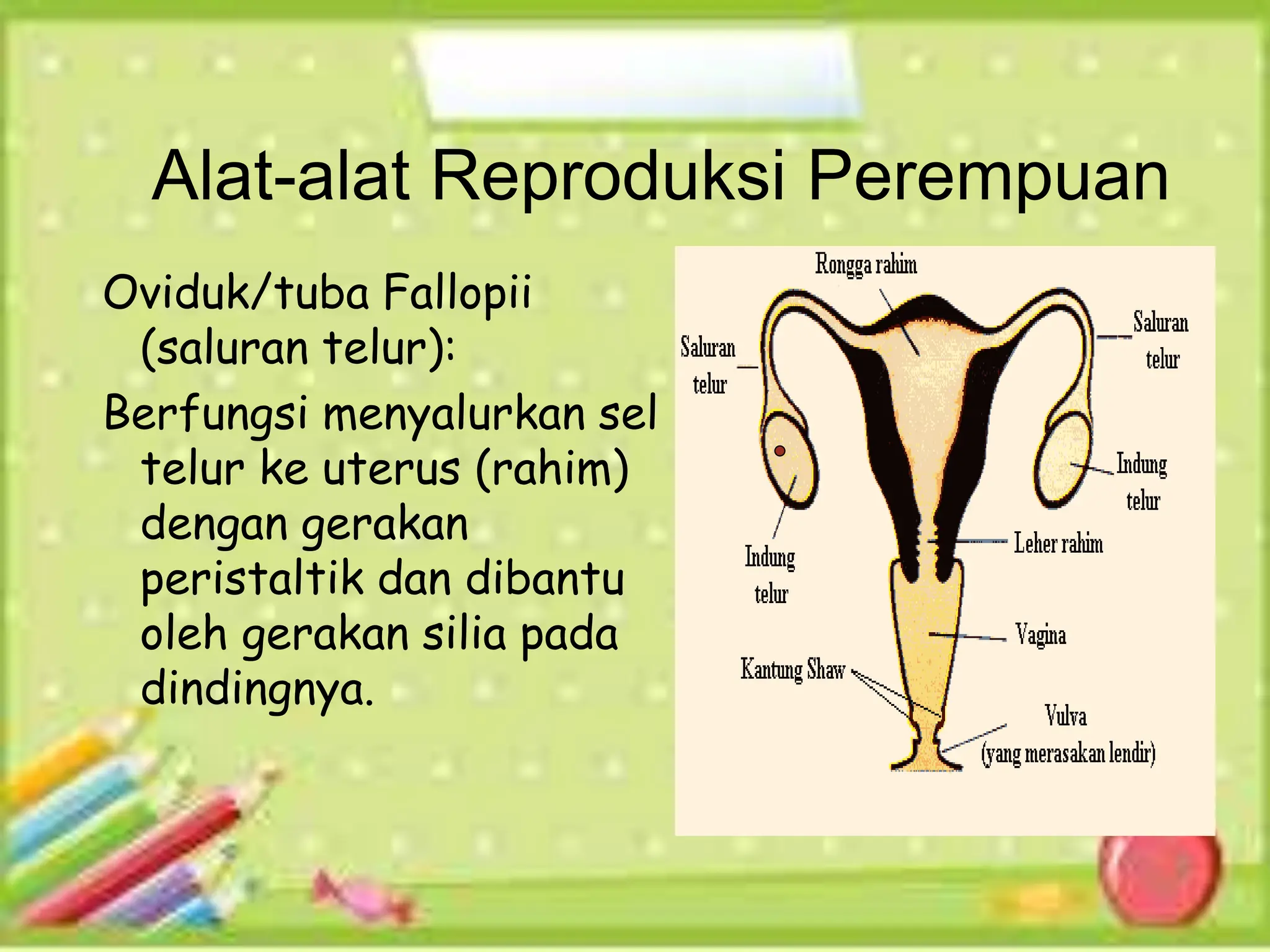 SISTEM REPRODUKSI MANUSIA KELAS 9 TERBARU | PPT