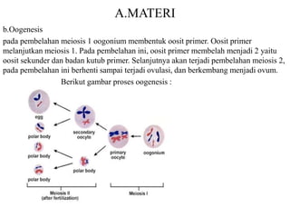 Sistem reproduksi pada manusia | PPTX
