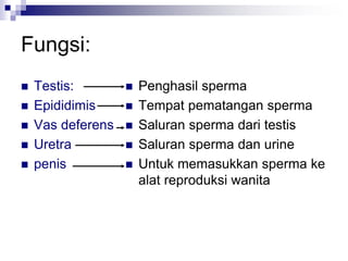 SISTEM REPRODUKSI PADA MANUSIA.ppt