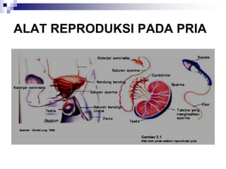 SISTEM REPRODUKSI PADA MANUSIA.ppt